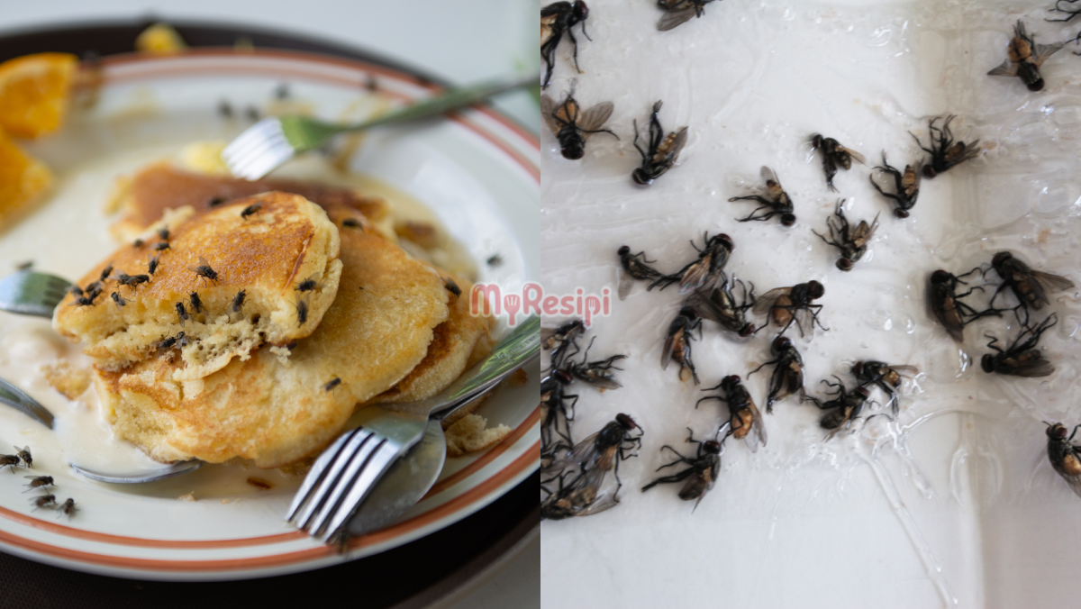 Lalat Berleluasa Dekat Dapur? Ini 6 Tip Nak Halau Tanpa Guna Racun ...