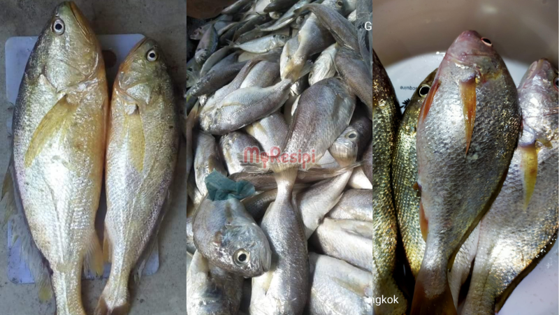 Nelayan Ini Kongsi Tip Pilih Ikan Gelama Yang Sedap Buat Lauk - MyResipi