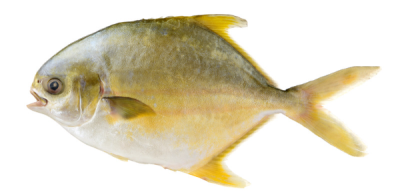 Kenali 18 Jenis Ikan Yang Selalu Kita Jumpa Di Pasar, Baru Nampak 'Pro'!