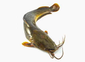 Kenali 18 Jenis Ikan Yang Selalu Kita Jumpa Di Pasar, Baru Nampak 'Pro'!