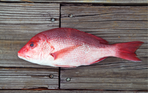 Kenali 18 Jenis Ikan Yang Selalu Kita Jumpa Di Pasar, Baru Nampak 'Pro'!