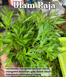 Jenis Ulam Kampung Yang Popular, Banyak Khasiat Yang Ramai Tak Tahu