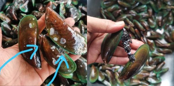 Cara Bersihkan Kupang, Kena Buang 'Benda' Ini Untuk Elak Sakit Perut