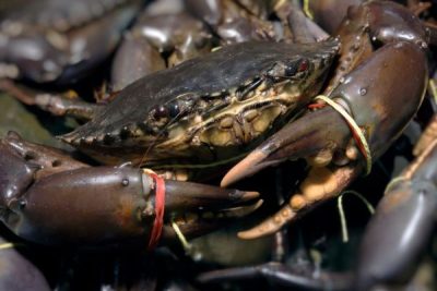 Jenis Ketam Popular Di Malaysia, No. 3 Paling Manis & Lembut!