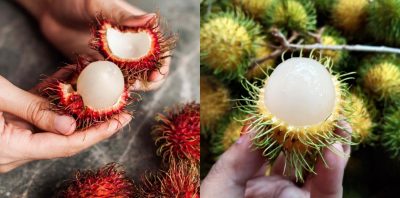 Jenis Rambutan Merah Dan Kuning, Mana Lebih Manis Dan Berkhasiat?