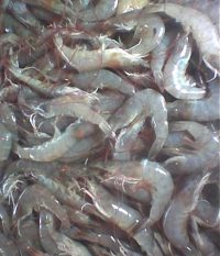 Jenis Udang Yang Orang Malaysia Sering Guna, Senang Nak Kenal!