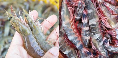 Jenis Udang Yang Orang Malaysia Sering Guna, Senang Nak Kenal!