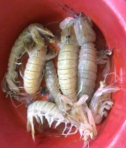 Jenis Udang Yang Orang Malaysia Sering Guna, Senang Nak Kenal!