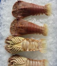 Jenis Udang Yang Orang Malaysia Sering Guna, Senang Nak Kenal!