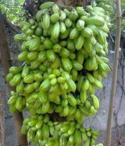 Belimbing Buluh, Cara Buat Manisan Sedap Yang Sebijik Macam Kismis!