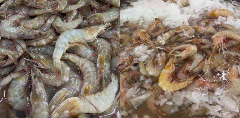 Udang Laut & Udang Bela Ada Beza, Jenis Ini Yang Paling Sedap