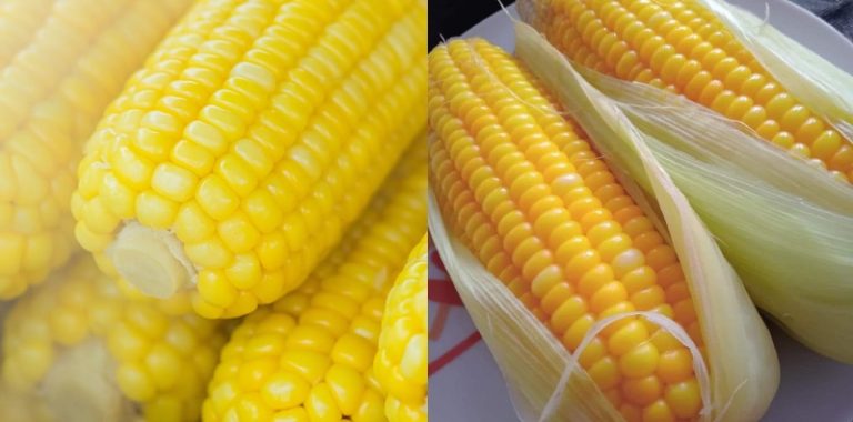 Simpan Jagung Tahan Lama Sampai 3 Minggu, Tips 'Confirm' Tak Kecut!
