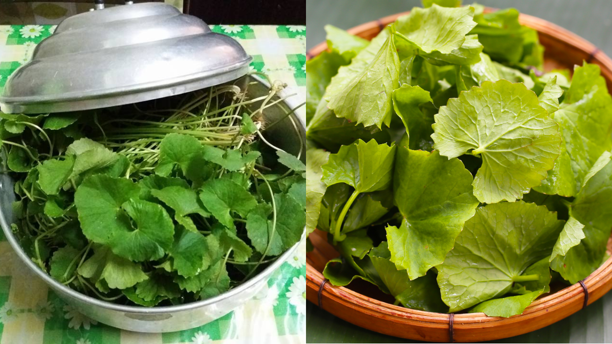 Daun Pegaga Tahan 4–5 Hari Tanpa Peti Sejuk, Guna Petua Mudah Ini!
