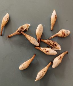 Khasiat Buah Lemba Ramai Tak Tahu, Boleh Kawal Nafsu Minum Manis