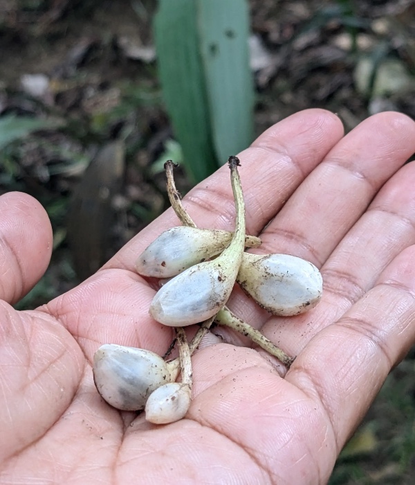 Khasiat Buah Lemba Ramai Tak Tahu, Boleh Kawal Nafsu Minum Manis