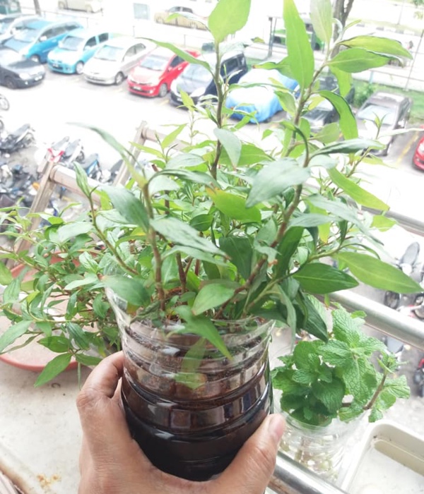 Pokok Kesum Cepat Berakar & Subur Merimbun, Petua Guna Air Bawang