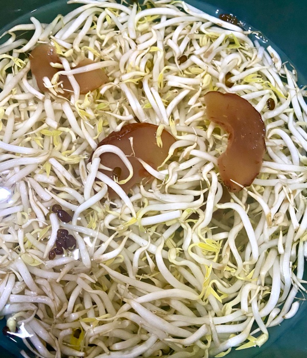 Tips Tauge Tahan Lama Dalam Peti Sejuk, Kekal Putih & Rangup!