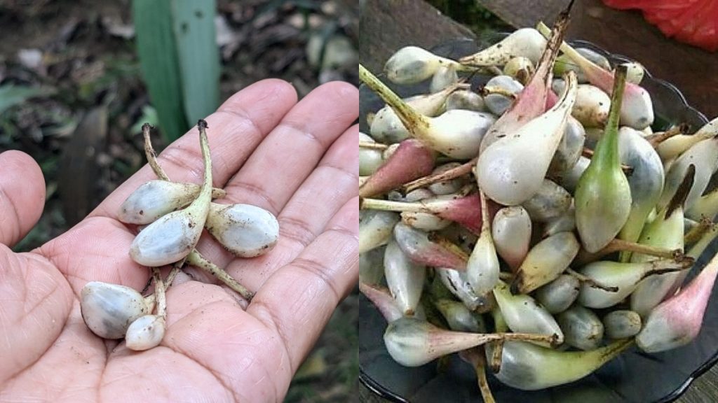 Khasiat Buah Lemba Ramai Tak Tahu, Boleh Kawal Nafsu Minum Manis
