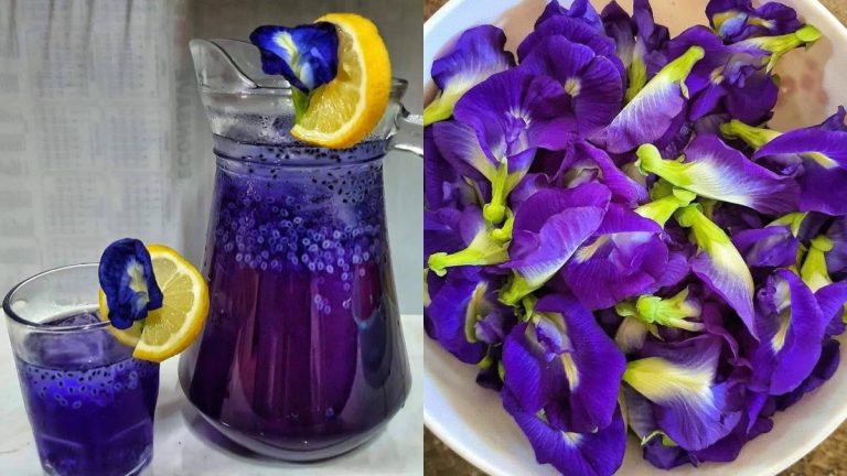 Air Bunga Telang Selasih, Warna Lembut & Cantik Tersimpan Satu Rahsia