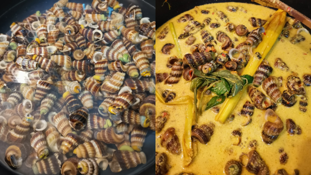 Cara Bersihkan Siput Sedut Dengan Betul, Bersih Tanpa Lendir & Lumpur