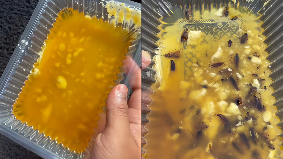 Perangkap Lipas Homemade Guna 3 Bahan Dapur, Sangat Berkesan!