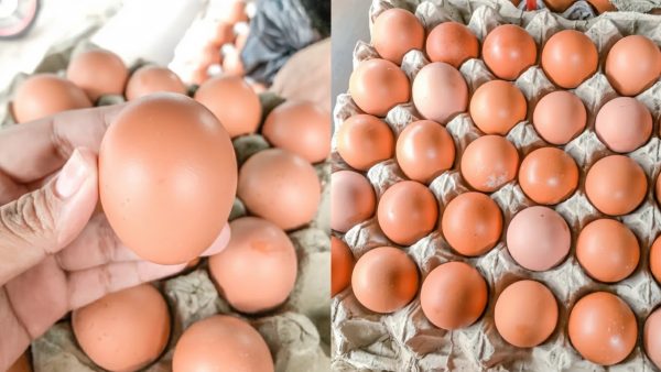Cara Memilih Telur Segar, Kenal Pasti Telur Baru Atau Lama