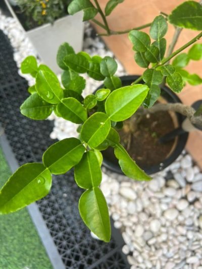 Daun Limau Purut Pahit, Ini Tips Buat Masakan Kekal Wangi