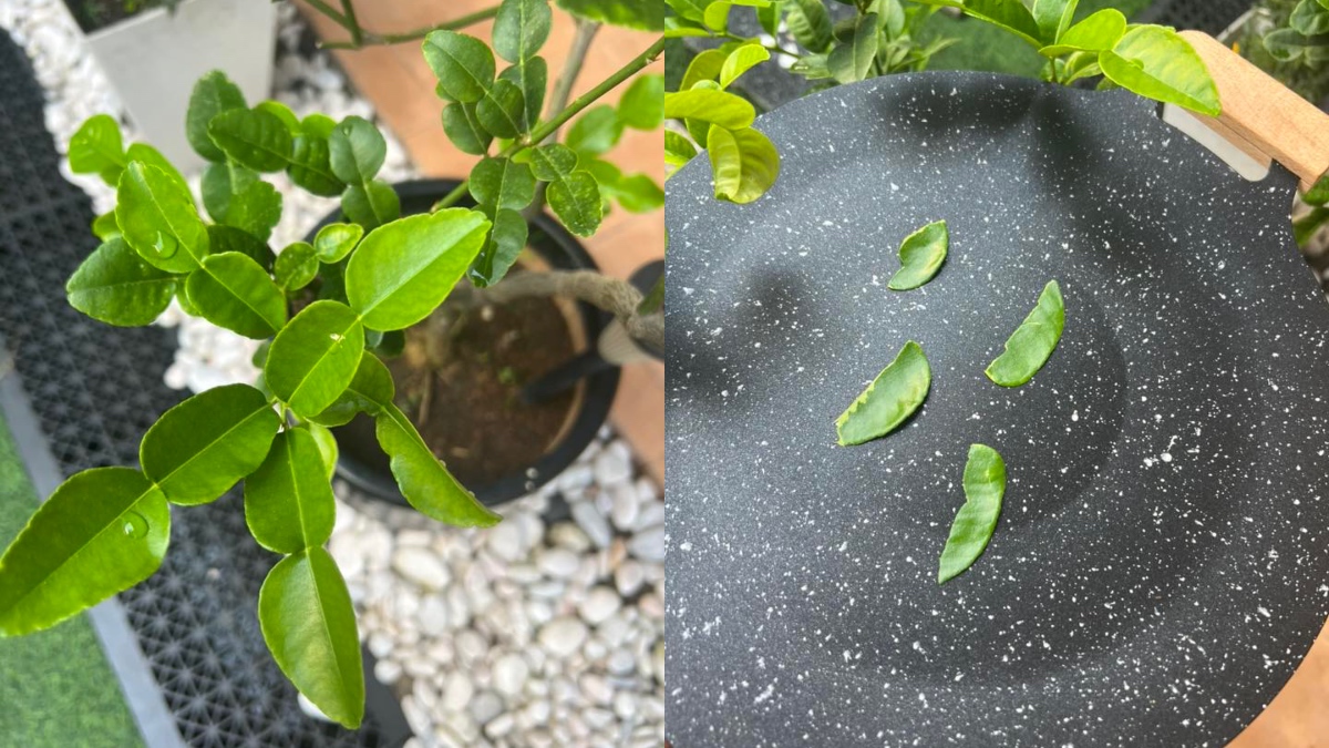 Daun Limau Purut Pahit, Ini Tips Buat Masakan Kekal Wangi