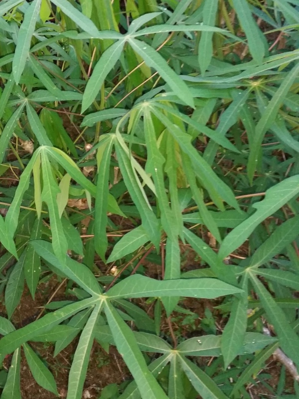 Jenis Pucuk Ubi Kayu, Begini Cara Kenal Yang Pahit Dan Tak Pahit