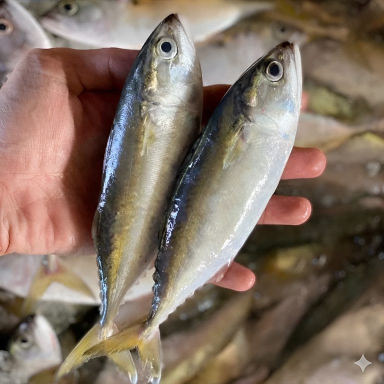 Beza Ikan Kembung, Mabong & Pelaling, Saiz, Isi Dan Cara Masak Sedap