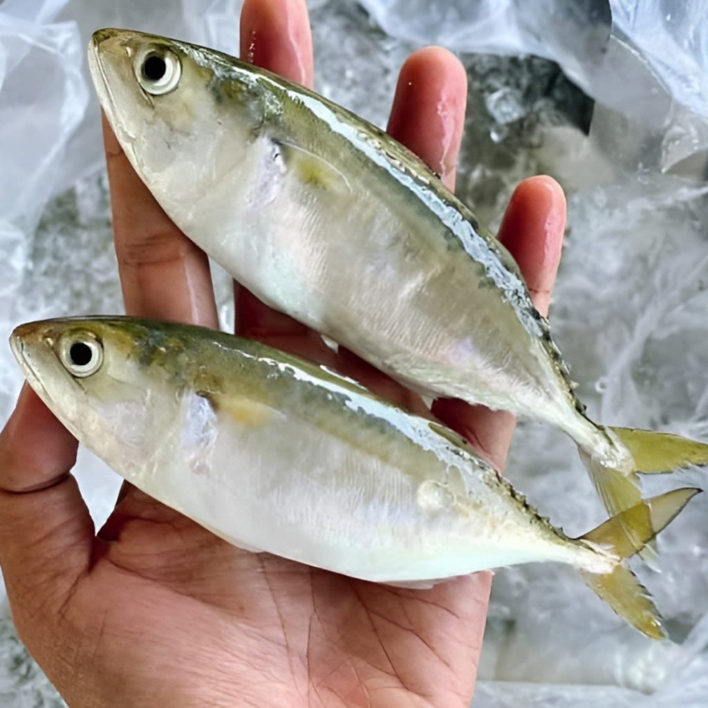 Beza Ikan Kembung, Mabong & Pelaling, Saiz, Isi Dan Cara Masak Sedap
