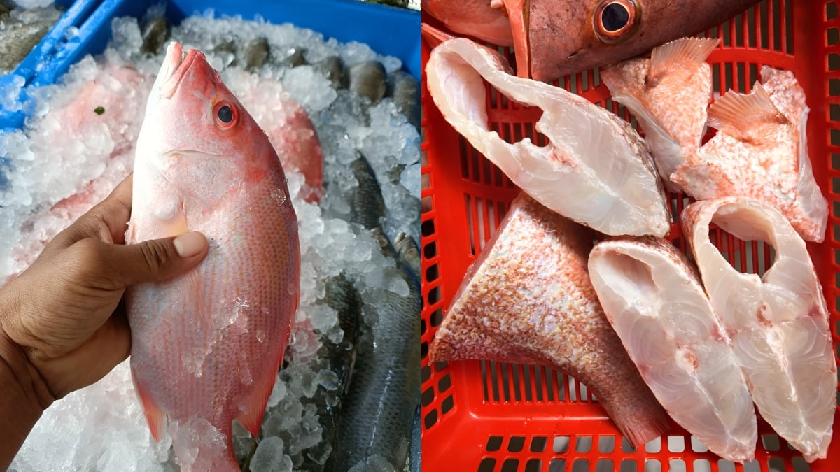 Cara Pilih Ikan Merah Isi Lembut, Ikut Petua Orang Lama Ini