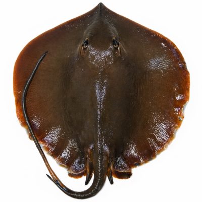 Jenis Ikan Pari Paling Sedap & Tak Hancing Untuk Pelbagai Masakan
