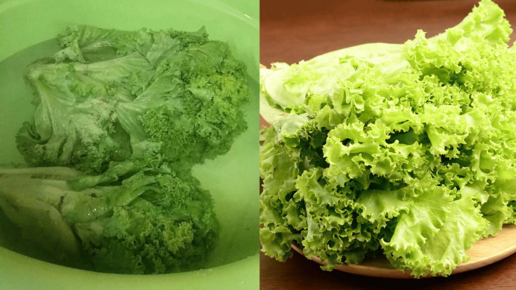 Daun Salad Layu Jangan Buang Dulu, Petua Ini Buat Ia Kembang Semula!